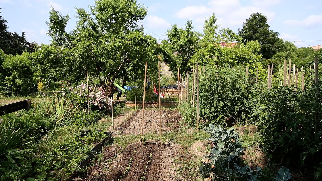 Parcelles de potager recherchent propriétaire pour y cultiver des ...